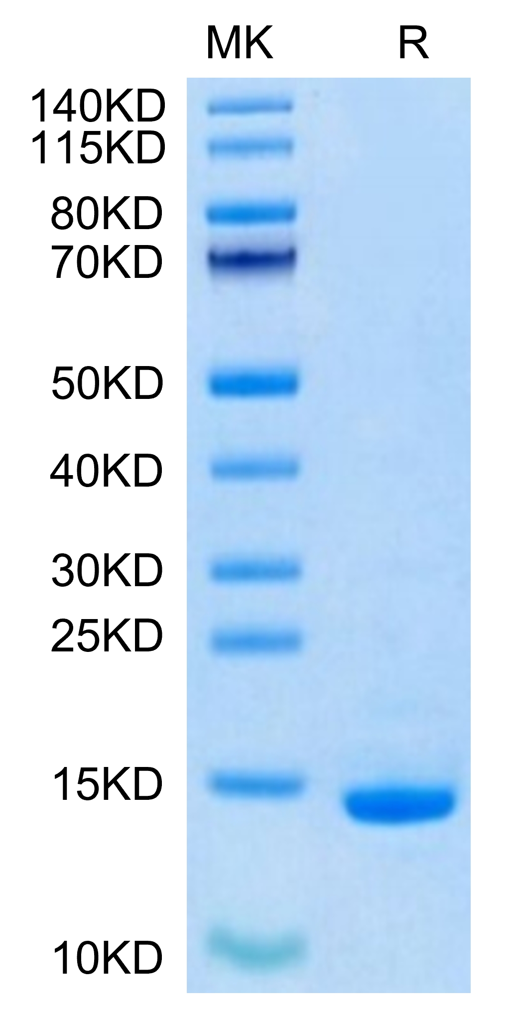 Biotinylated Human/Mouse/Goat Cpn10/HSPE1 Protein, Accession: XP ...